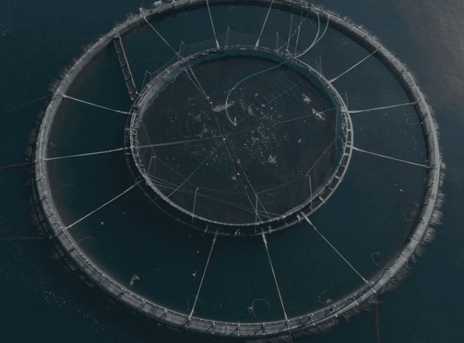 Four themes that will shape aquaculture in 2021 | The Fish Site