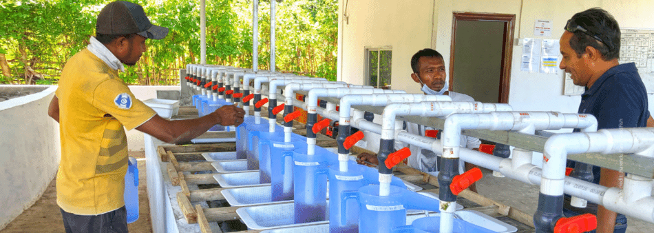 Timor-Leste Prime Minister celebrates tilapia farming success | The ...