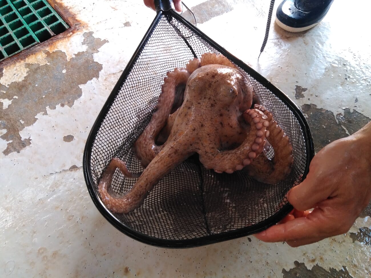A visit to the octopus farming pioneers | The Fish Site