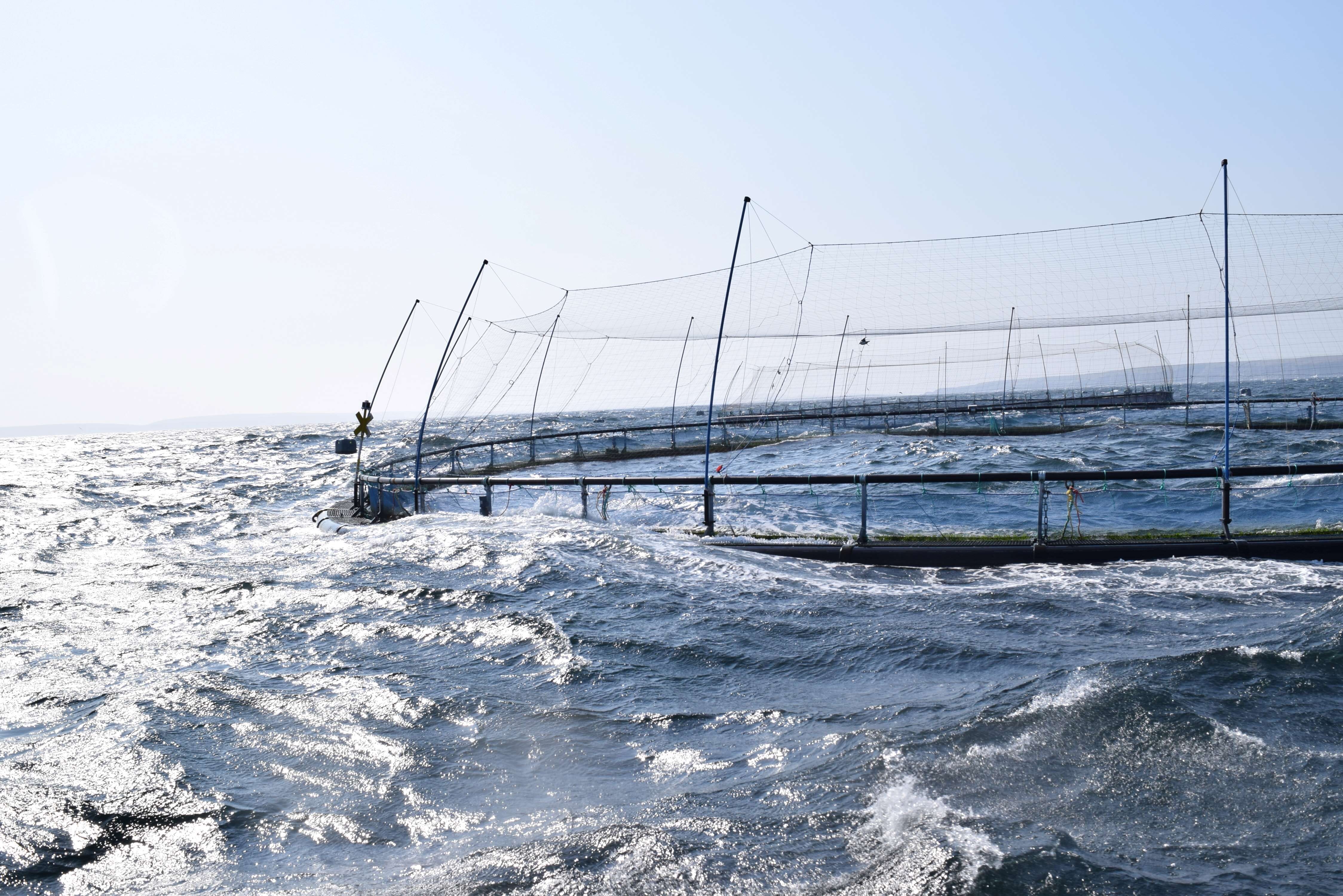 A new tool for site selection? | The Fish Site