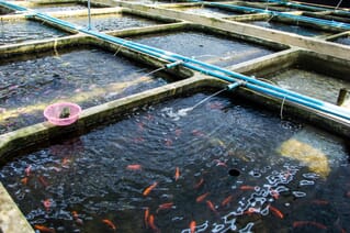 An introduction to ornamental aquaculture: part II | The Fish Site