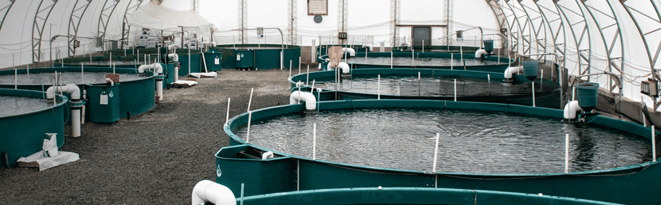 Steelhead farmer sets sights on land-based Chinook salmon production ...