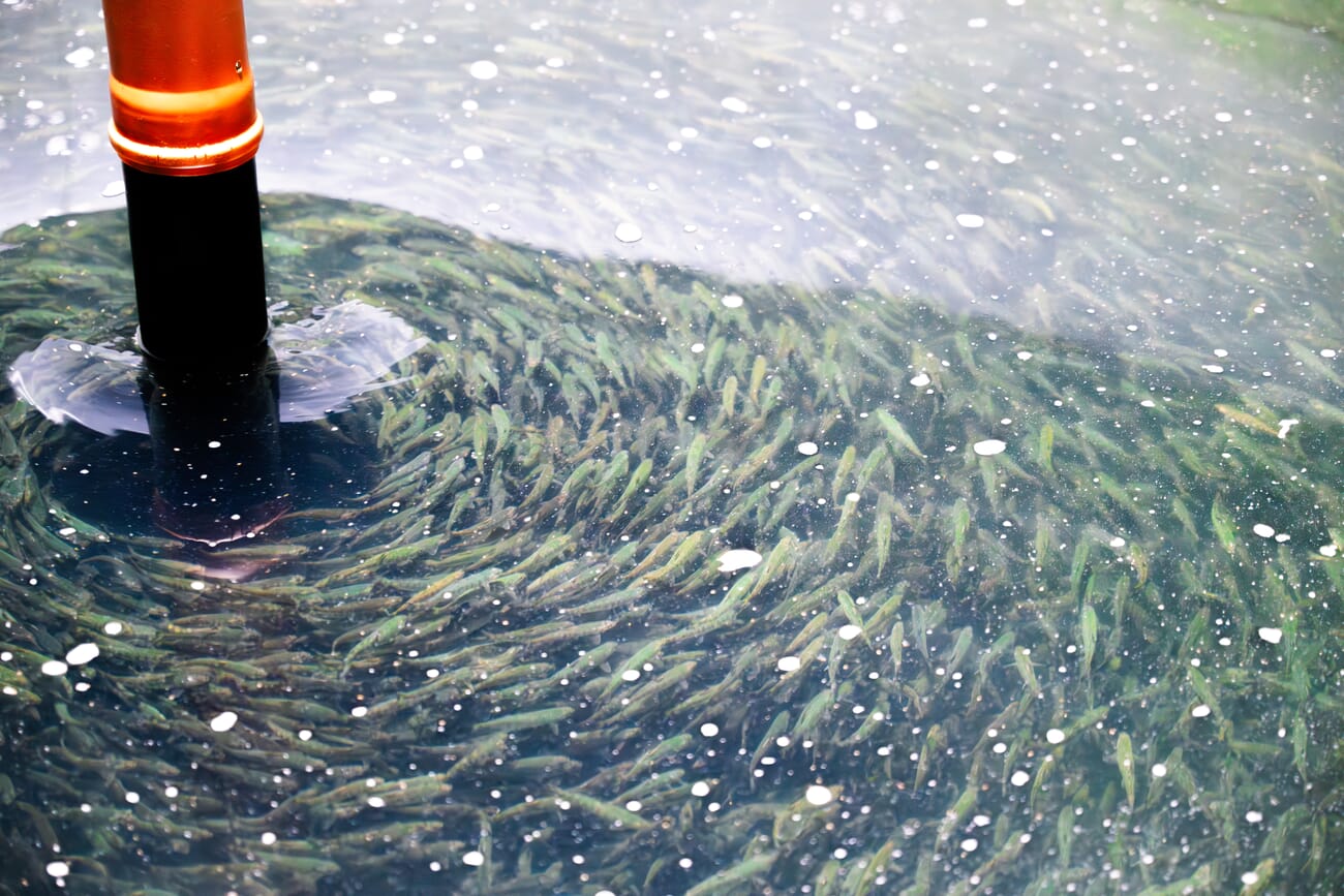 Danish Salmon’s journey to RAS success | The Fish Site