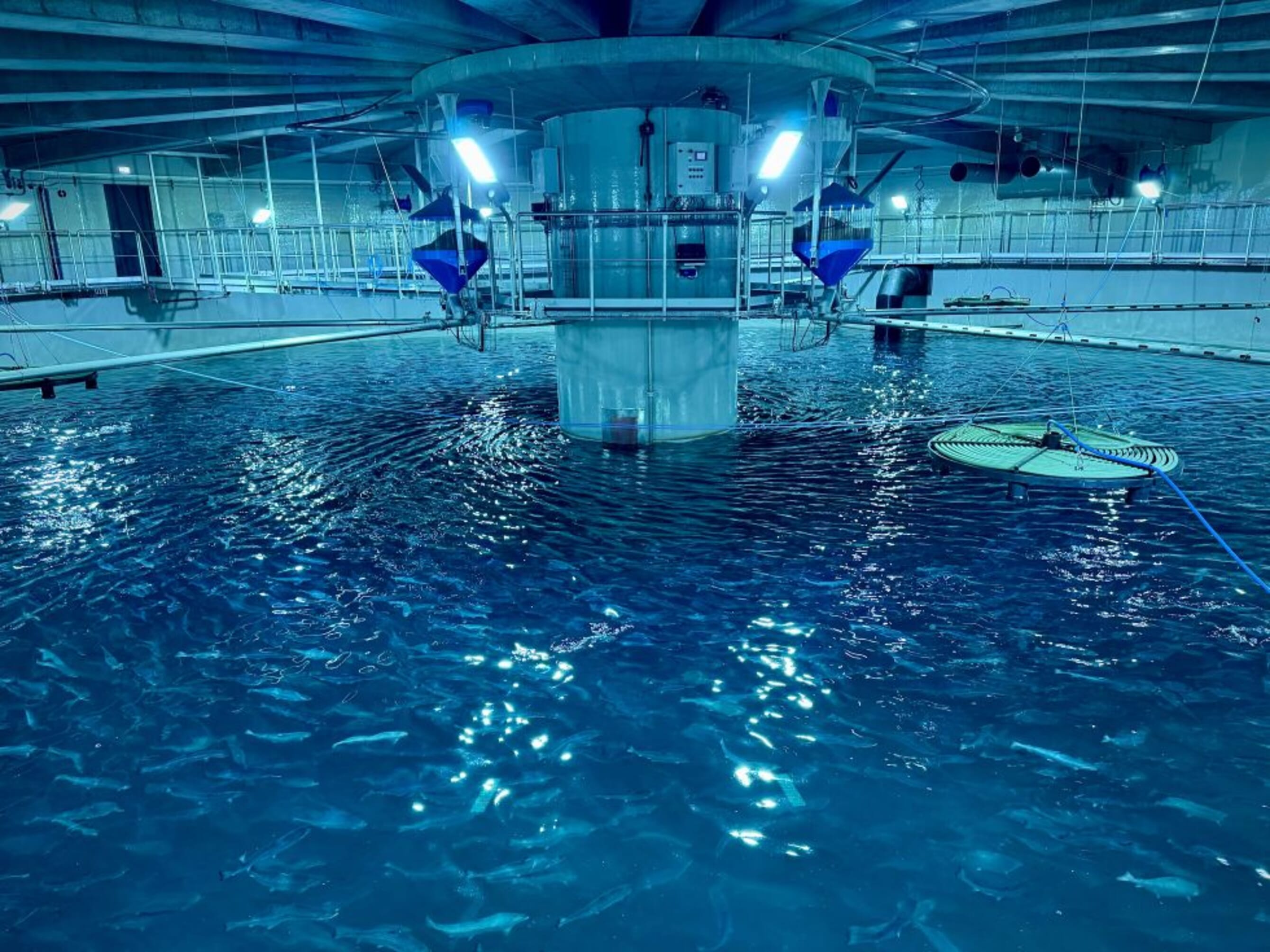 Laxey on track for first harvest | The Fish Site