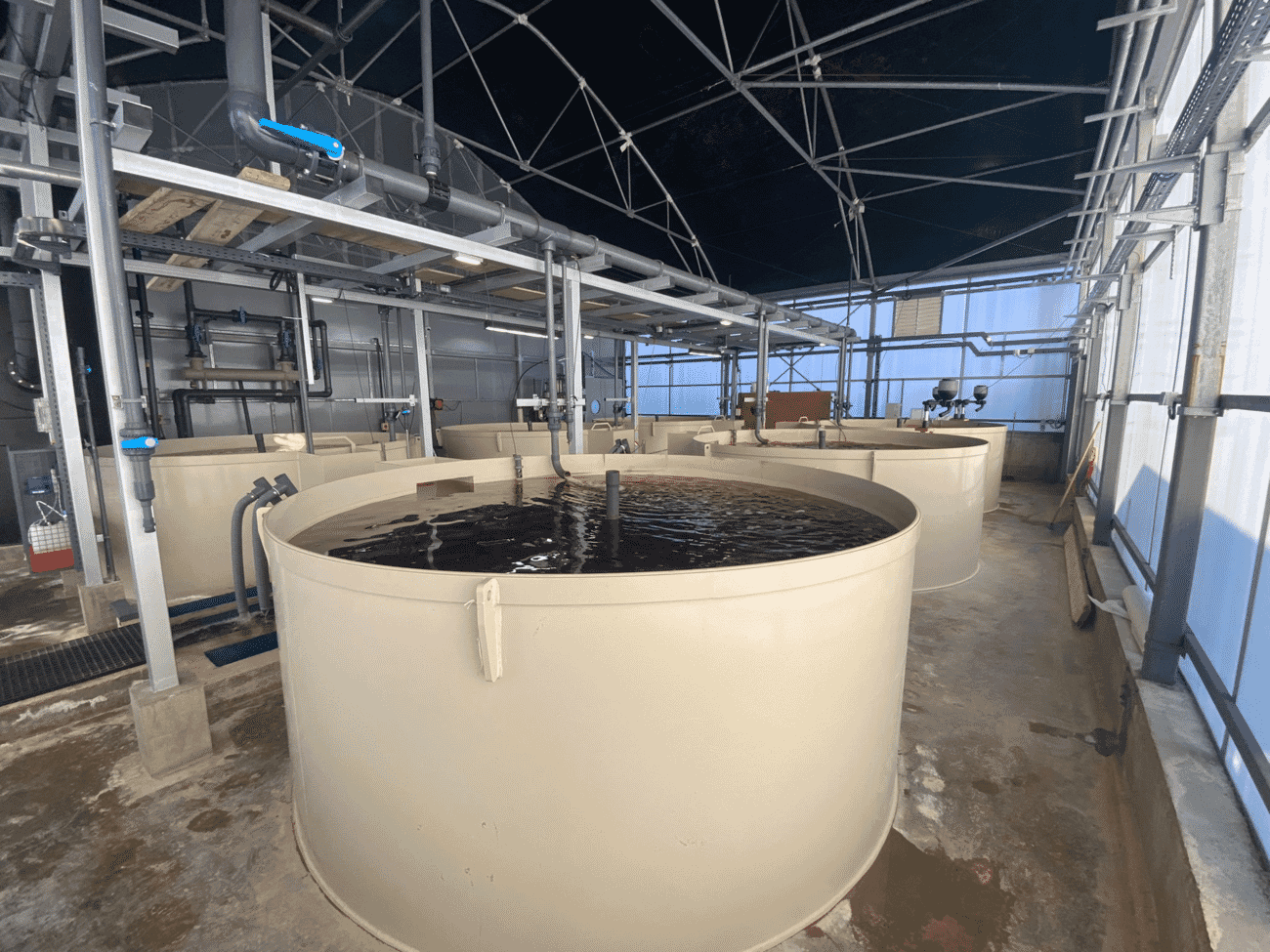 Pure Blue Fish claims RAS landmark | The Fish Site