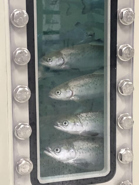 Top tips for setting up a recirculating aquaculture system: part 2 ...