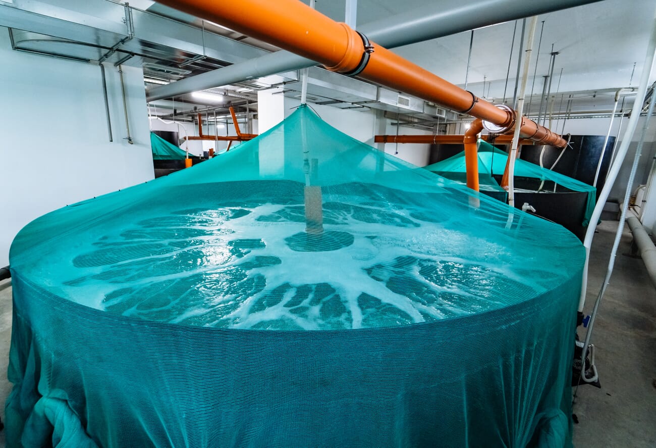 Is your water disinfectant compatible with your RAS biofilter? | The ...