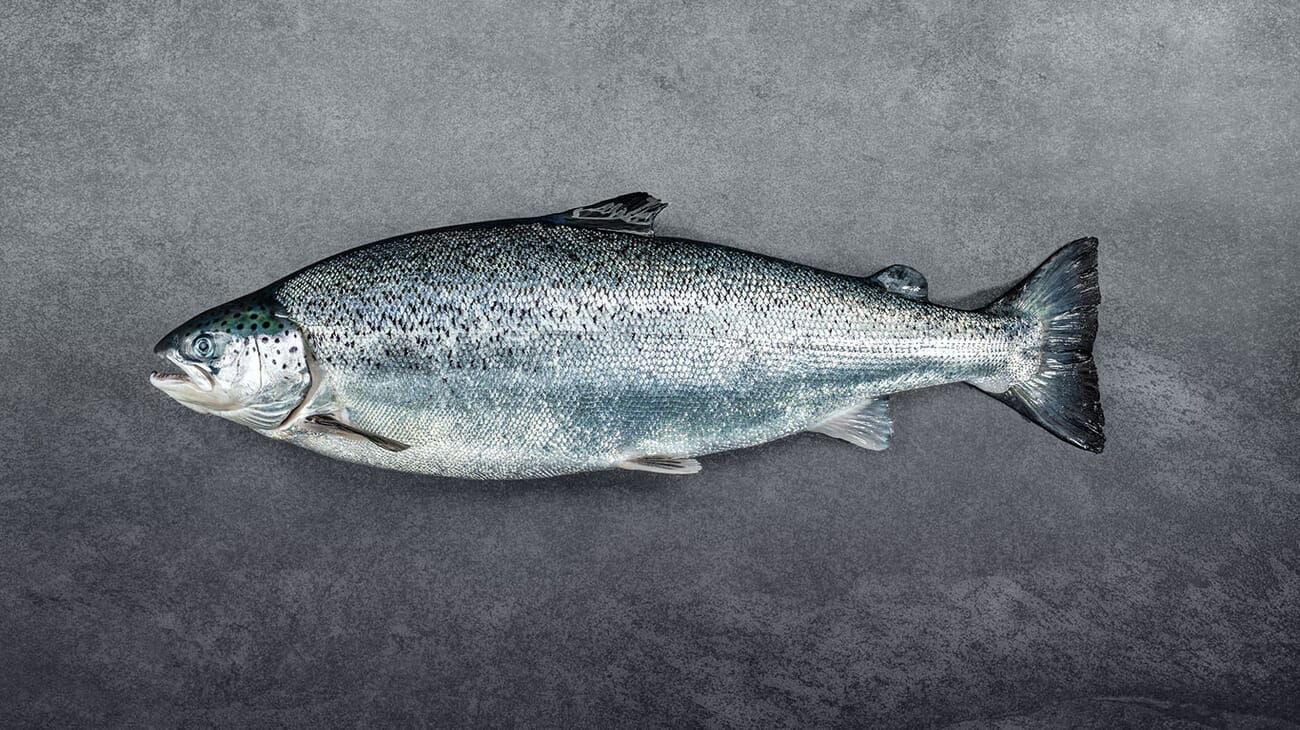 Salmon Evolution reports strong performance at its land-based flow ...