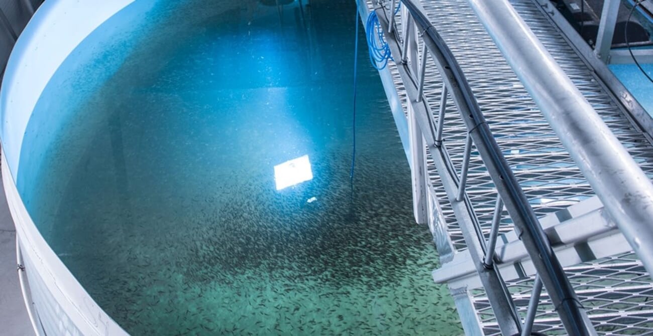 Measuring the true environmental footprint of RAS production | The Fish ...