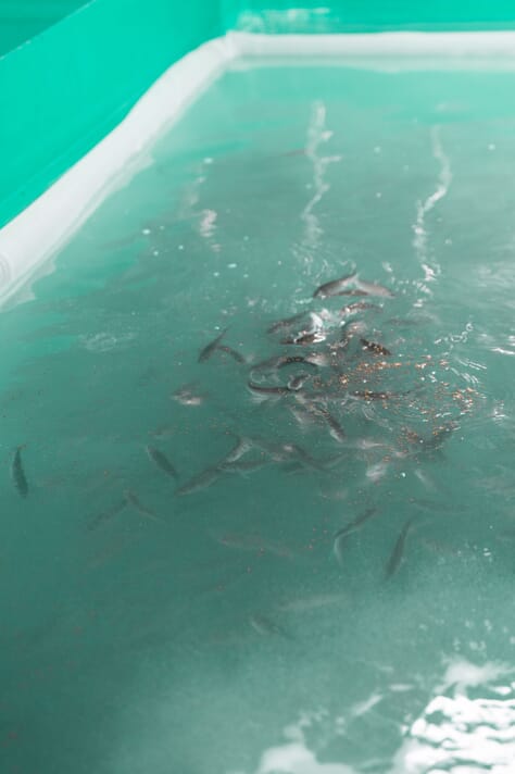 The tiny RAS with massive impact potential | The Fish Site