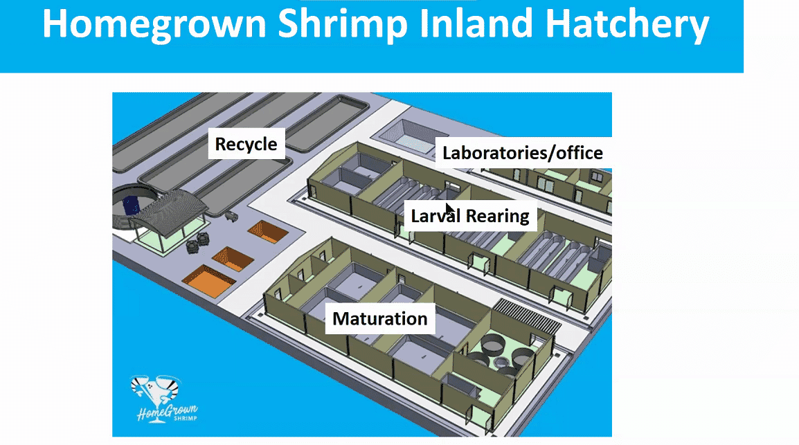 How 'dirty' water can improve shrimp survival and growth rates in RAS ...
