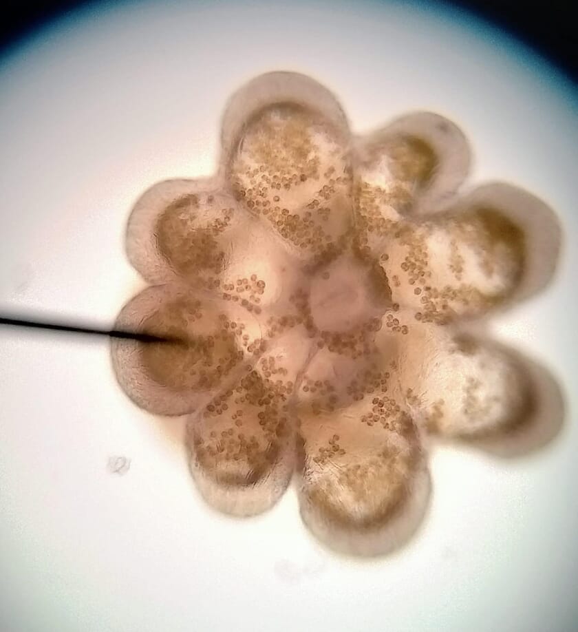 Restorative aquaculture: know your anemones | The Fish Site