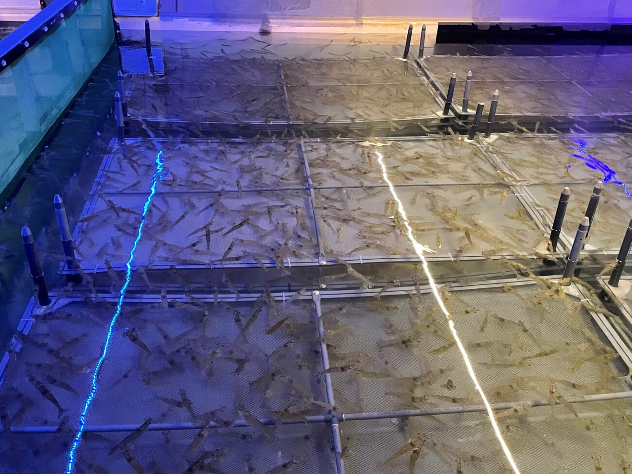 Germany’s clearwater shrimp RAS champion | The Fish Site