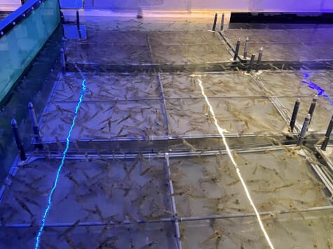 Germany’s clearwater shrimp RAS champion | The Fish Site