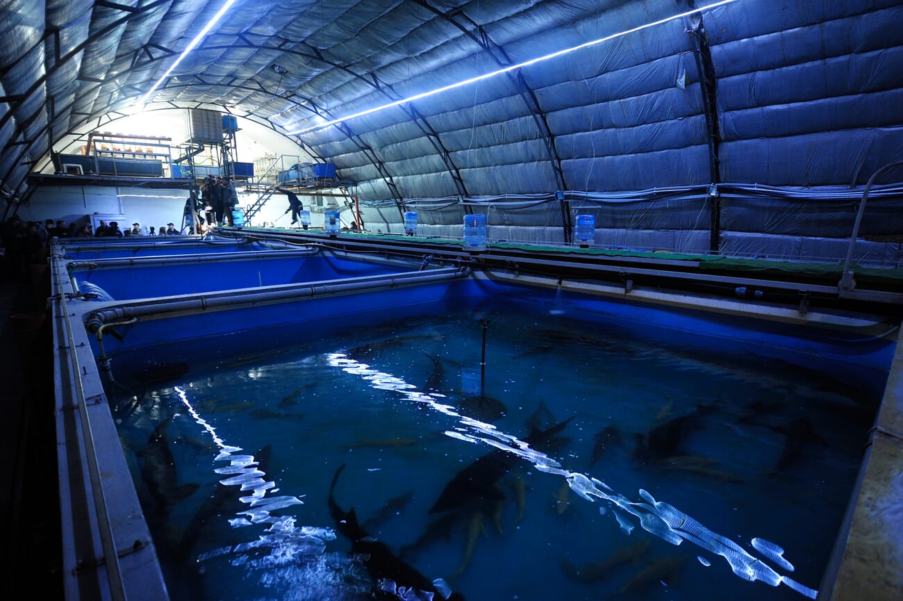 The only way is Esox | The Fish Site