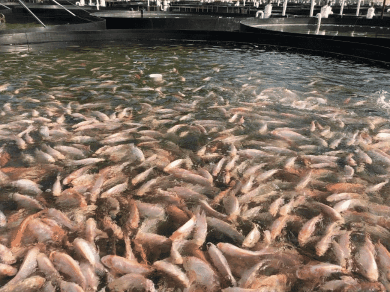 Up and coming RAS company purchases land in Alabama for new site | The ...