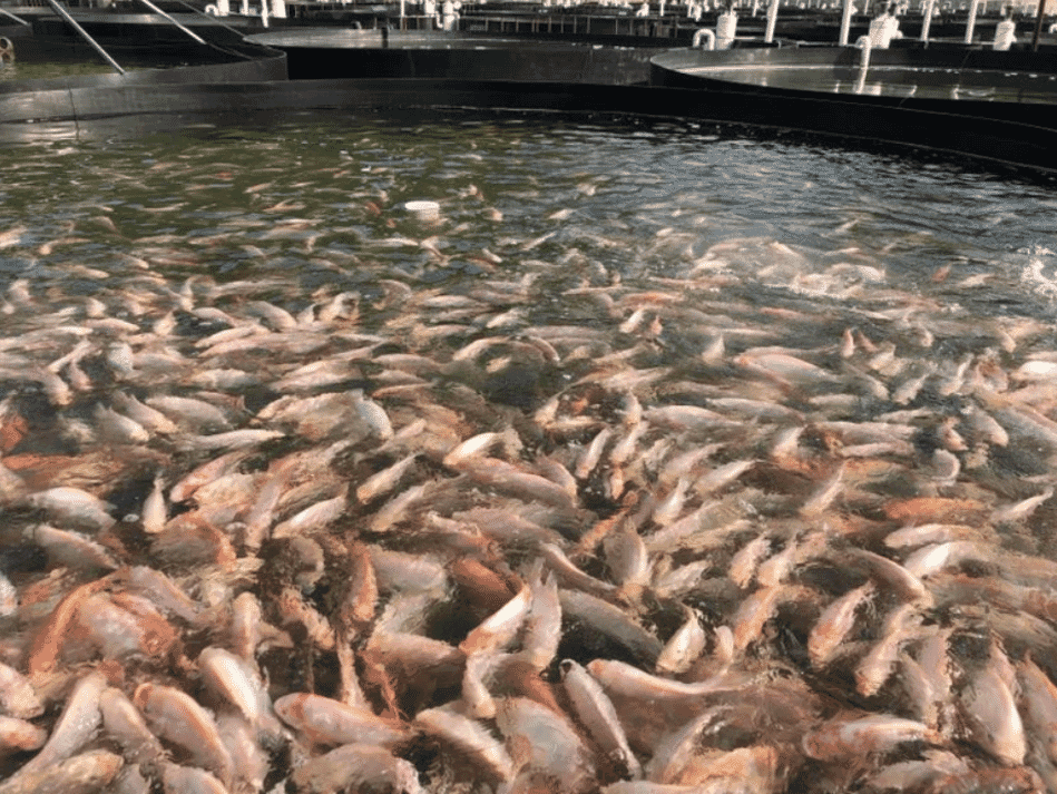 Up and coming RAS company purchases land in Alabama for new site | The ...