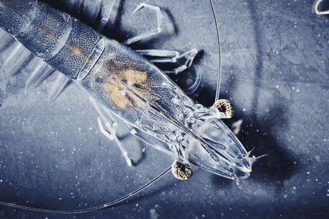 Meet Germany's pioneering shrimp producer | The Fish Site