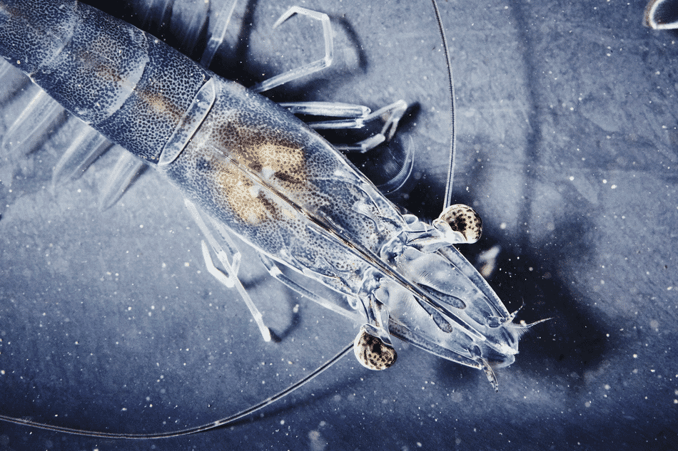 Meet Germany's pioneering shrimp producer | The Fish Site