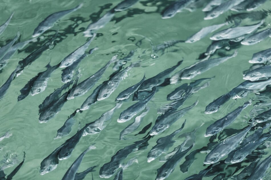 Can sustainable fish farming practices generate financial returns ...