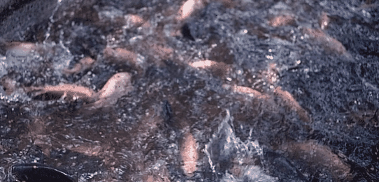 Measuring the true environmental footprint of RAS production | The Fish ...