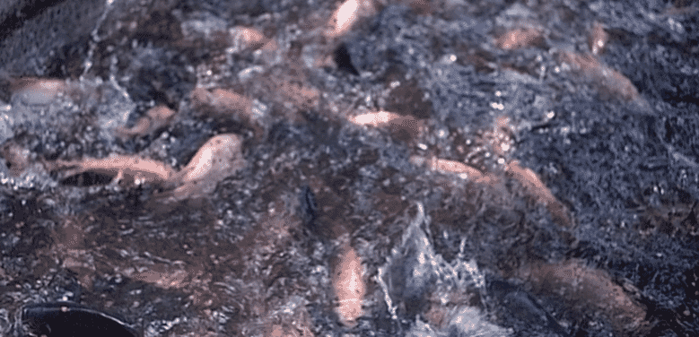 New study shows GIFT tilapia thriving in integrated biofloc and ...