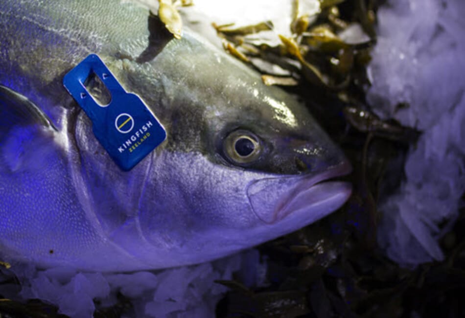Greenlight for US yellowtail farm | The Fish Site