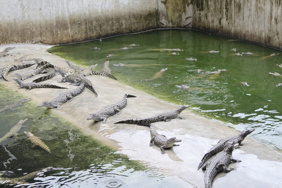Semi-aquatic aquaculture: a review of crocodile farming | The Fish Site