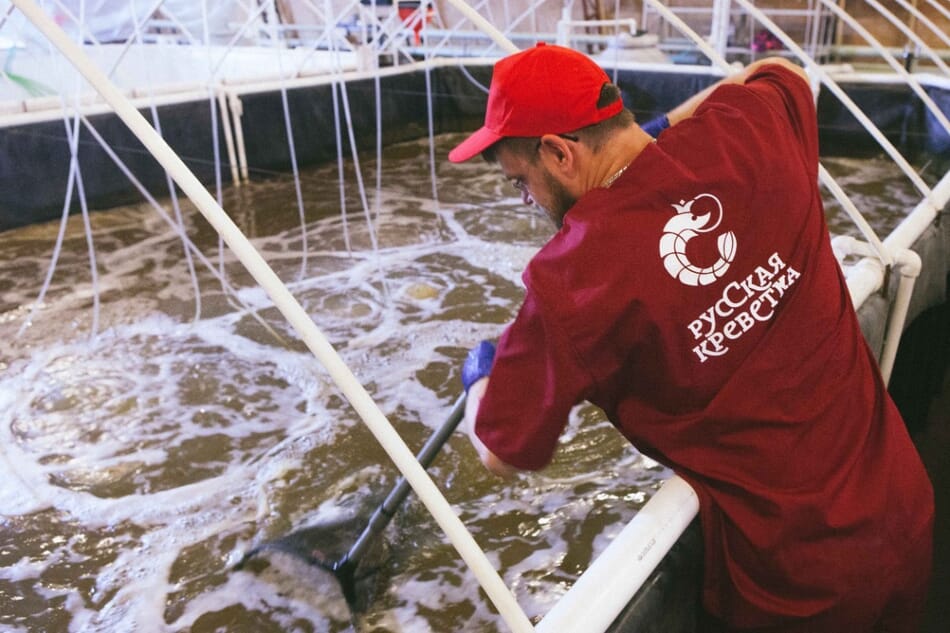 Russia's revolutionary shrimp producer | The Fish Site