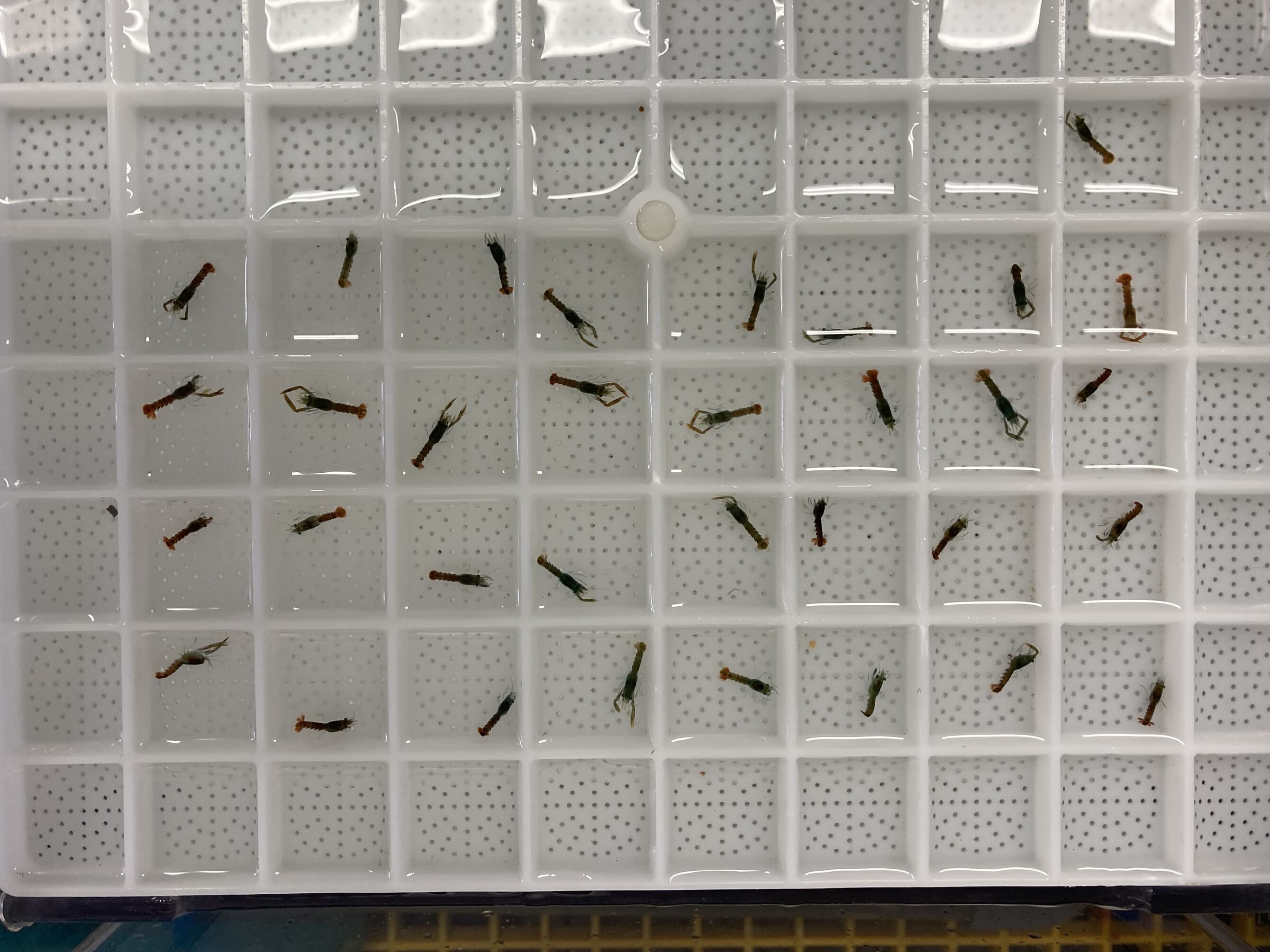 A fresh start for the Forth Marine Hatchery | The Fish Site