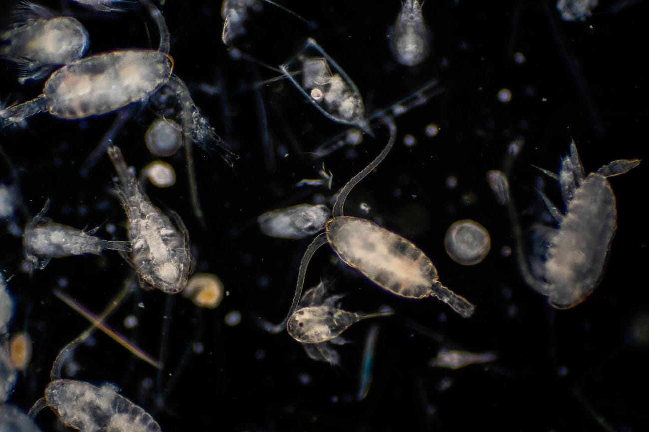 How plankton management can help reduce Vibrios | The Fish Site