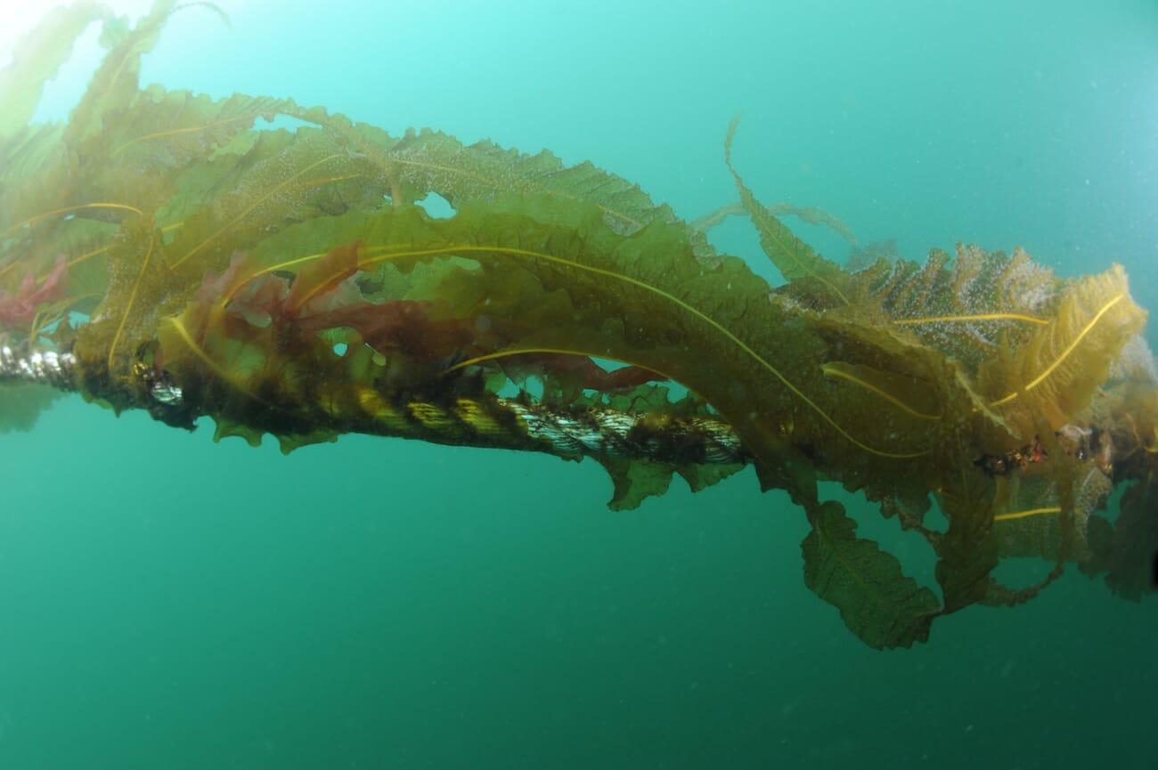 Rope-grown seaweed certification breakthrough | The Fish Site