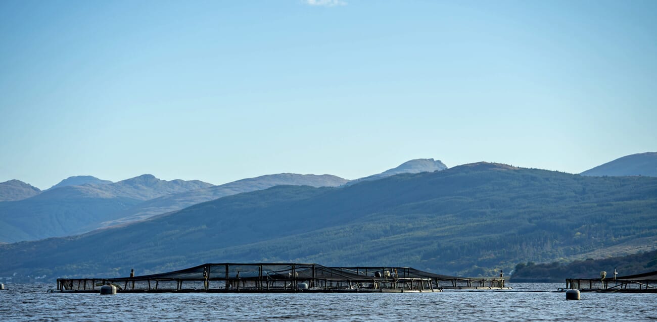 Scotland's record salmon harvest | The Fish Site
