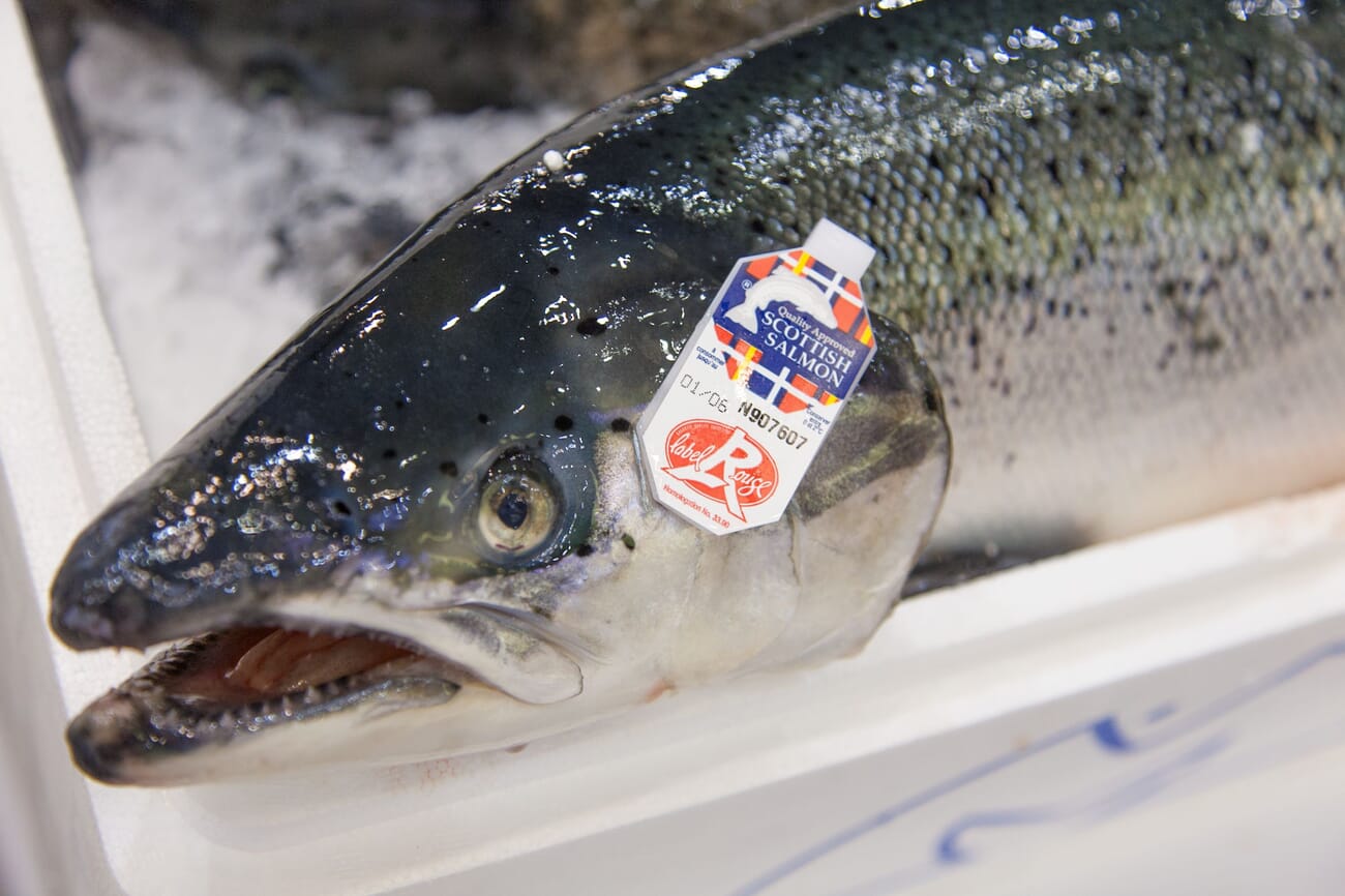 Scottish salmon is UK's number one food export | The Fish Site