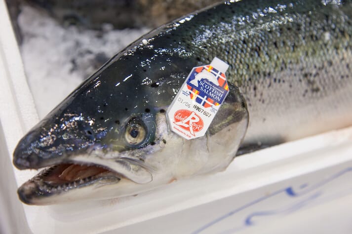 Scottish salmon is UK's number one food export | The Fish Site