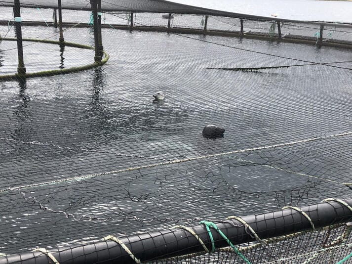 Tasmania’s Huon Aquaculture in the hot seat over seal deaths | The Fish ...
