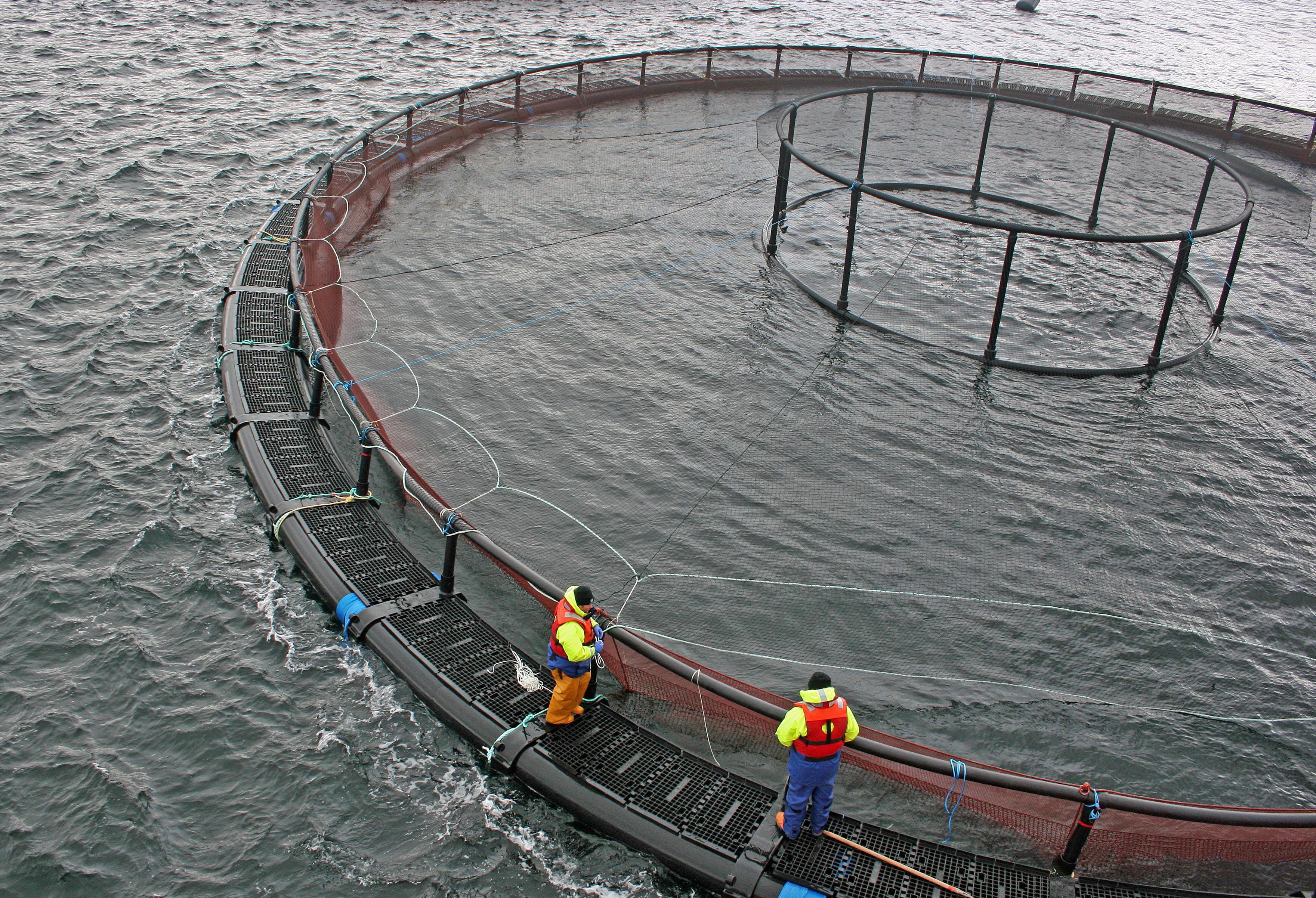 Scots to develop 200m salmon pens | The Fish Site