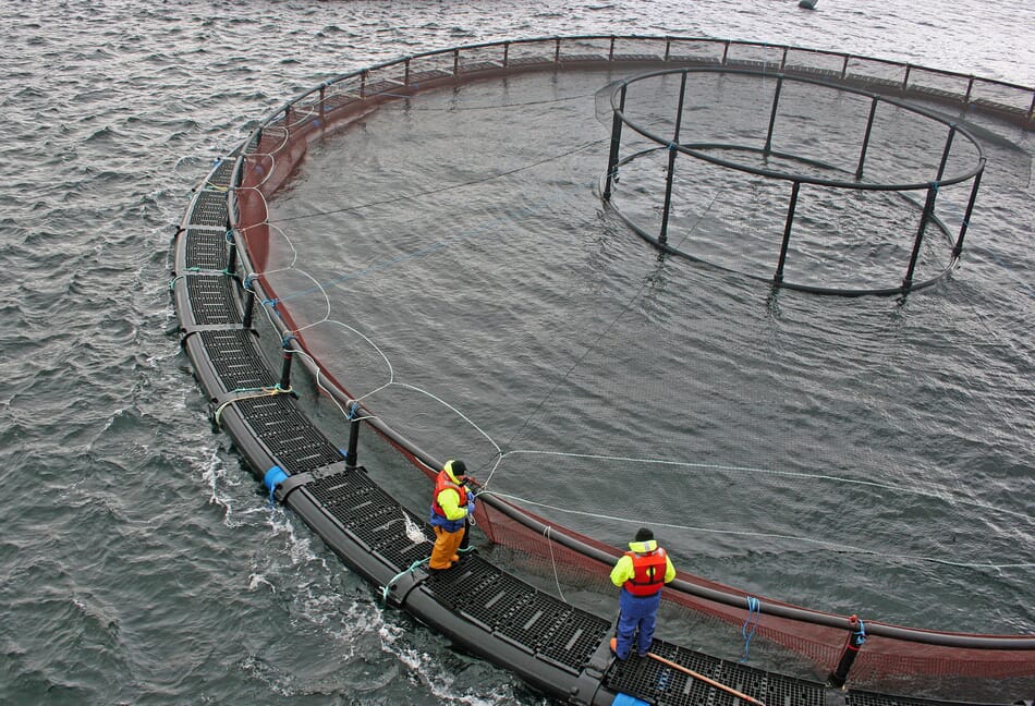 Ensuring the sustainable growth of the US offshore aquaculture sector ...