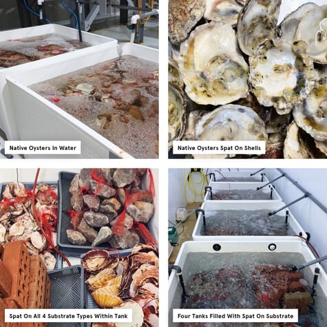 Feasibility study confirms oyster reef restoration within offshore wind ...
