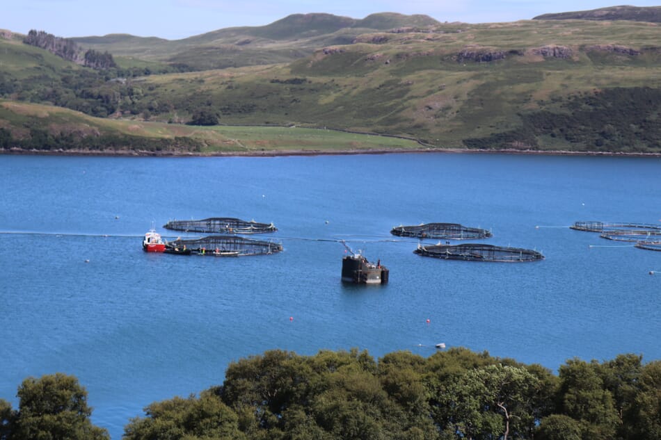 Recasting the net | The Fish Site