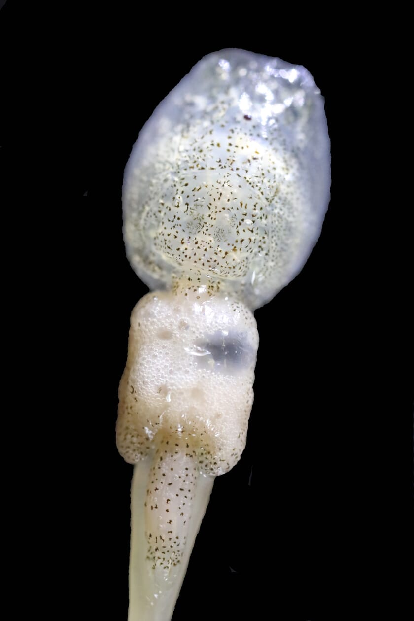 A sound approach to tackling sea lice | The Fish Site