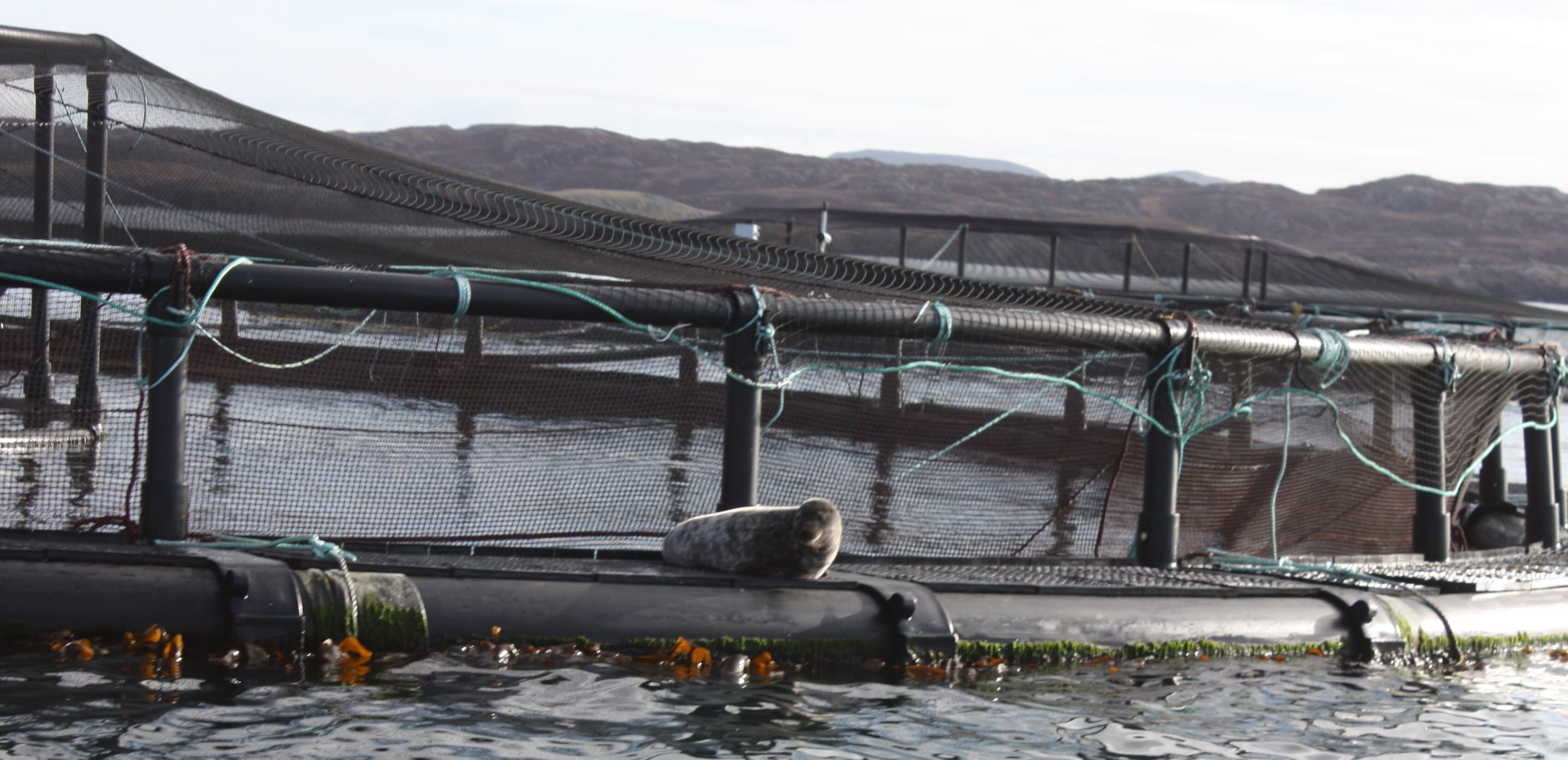 Cooke Aquaculture blames seals for farmed salmon escapes in Maine | The ...