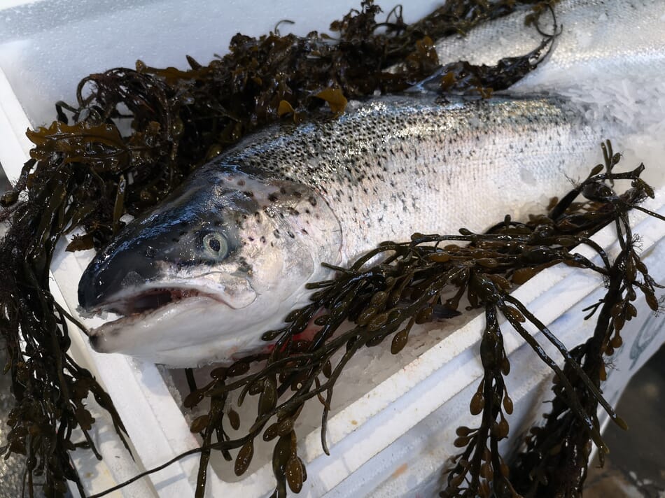 Domestic demand alleviates salmon export slump | The Fish Site