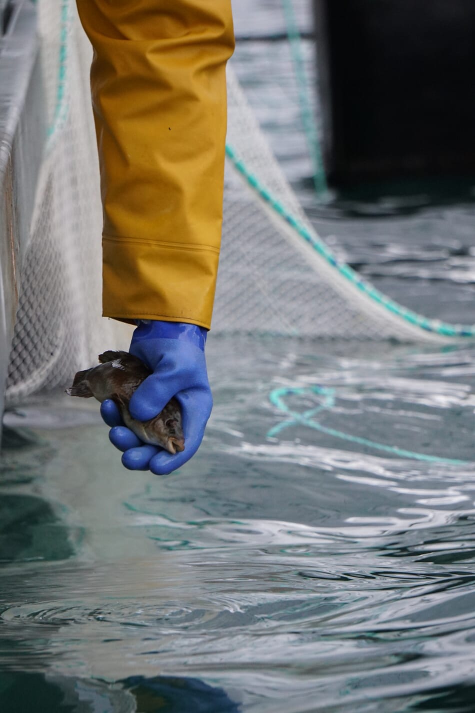 Why wrasse are making a meal out of mussels | The Fish Site