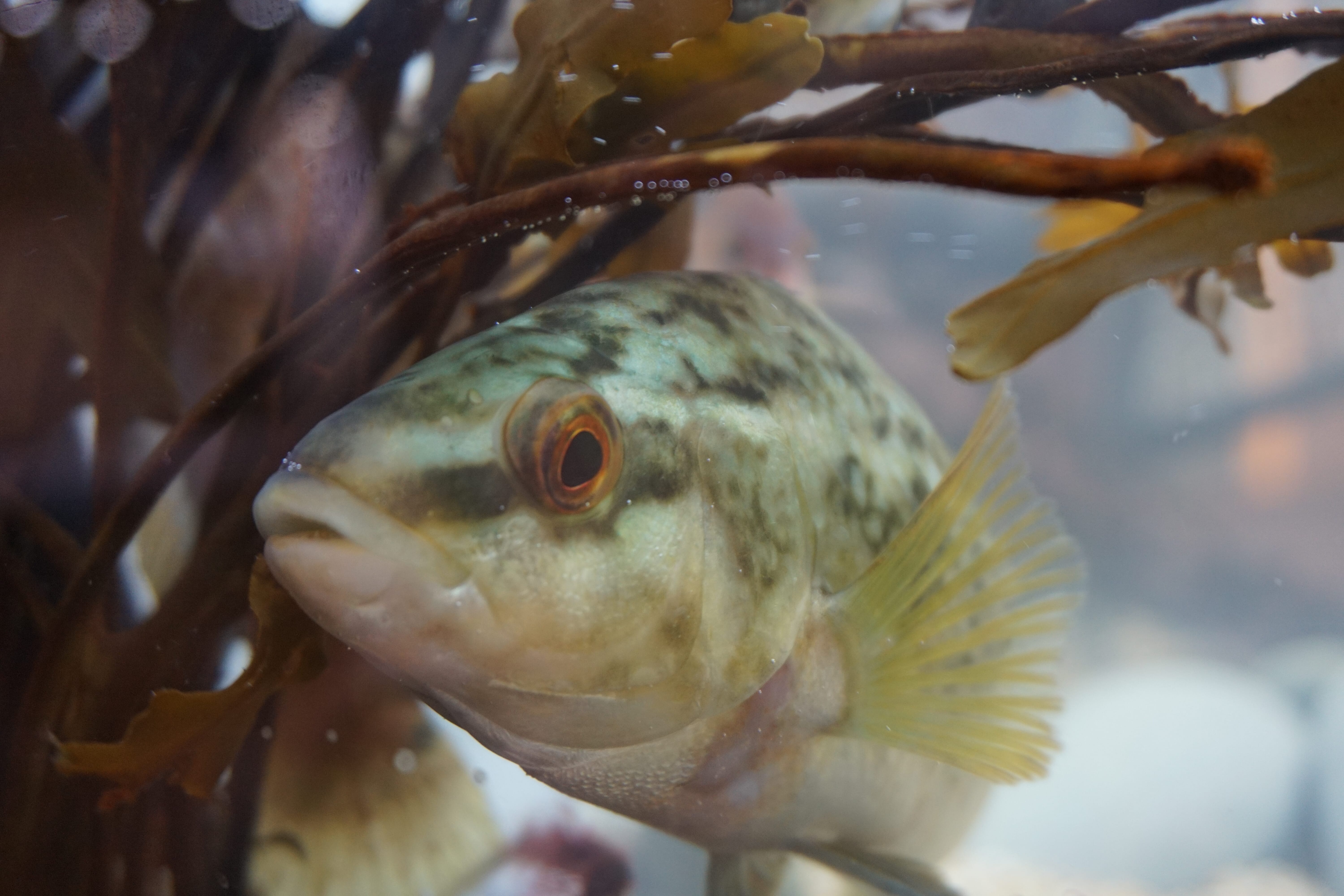 Applications open for a fully-funded PhD on wrasse stocks | The Fish Site