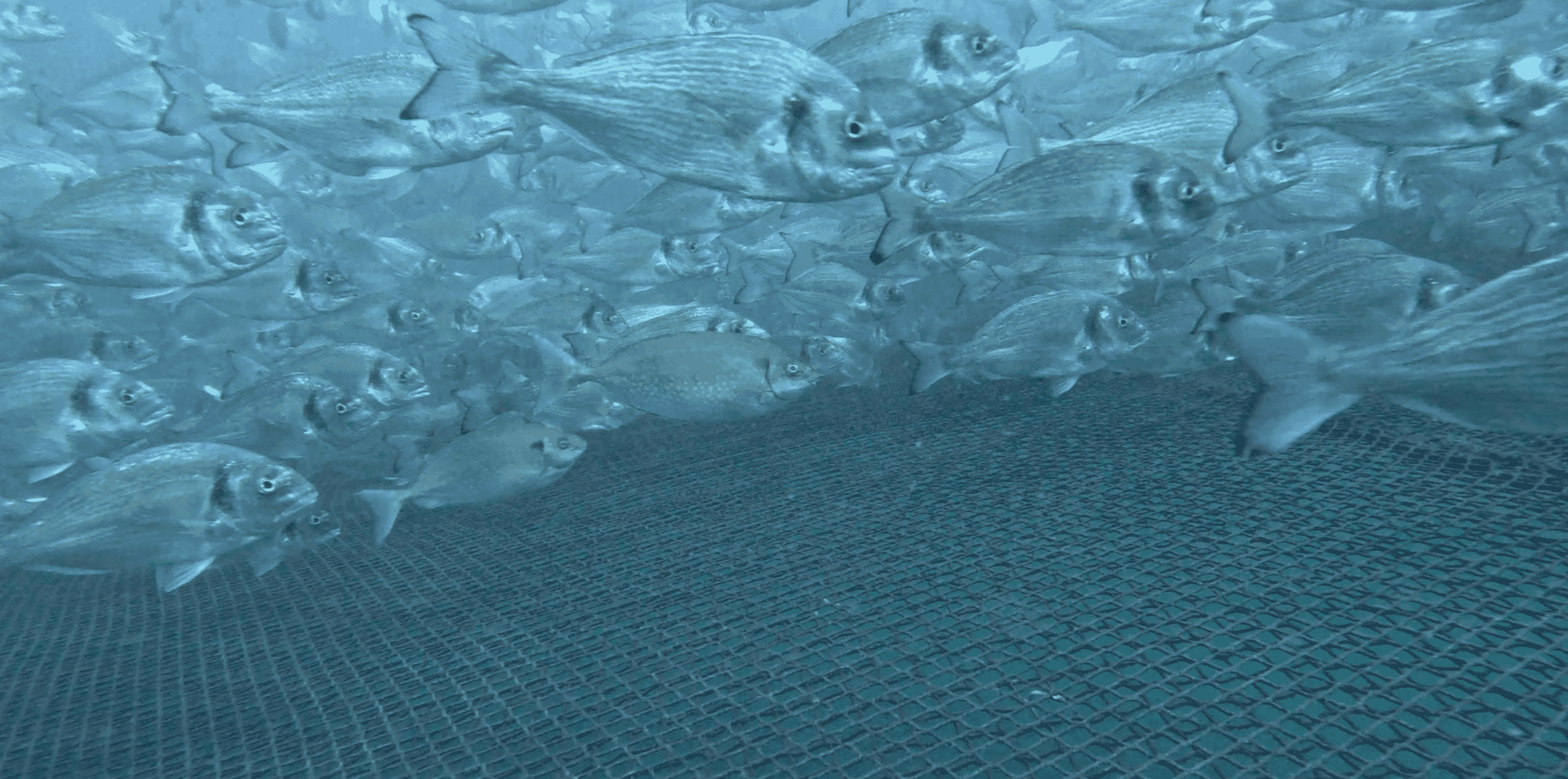 Omega Farm: taking an alpha role in Middle Eastern aquaculture | The ...