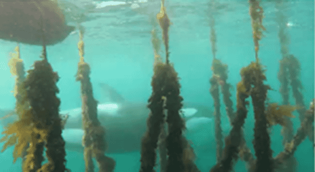Seal hides from orcas in Shetland mussel farm | The Fish Site