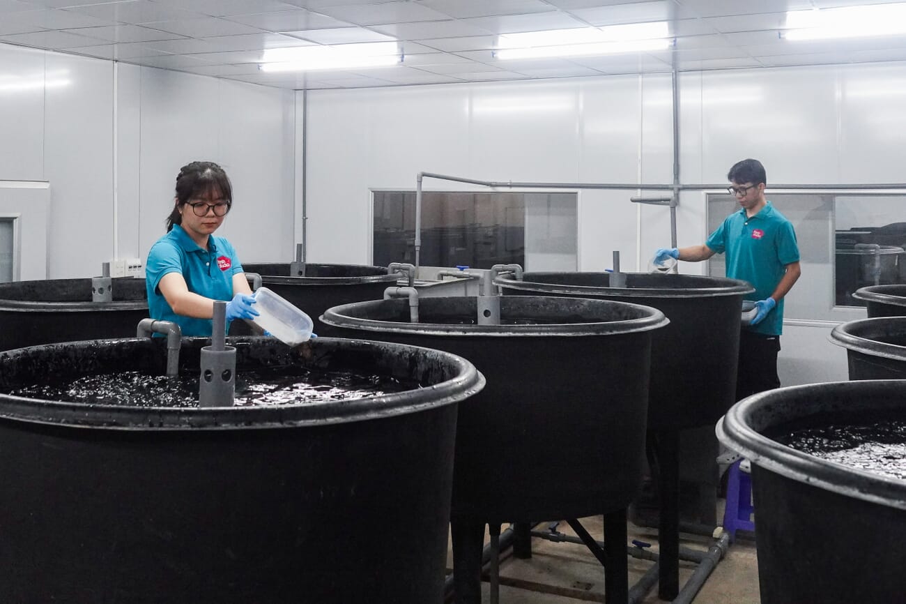 Pangasius welfare initiative set for launch in Vietnam | The Fish Site