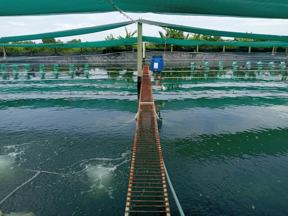 The advantages of employing a shrimp nursery system | The Fish Site