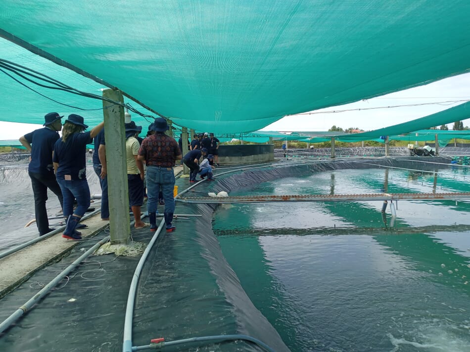 The advantages of employing a shrimp nursery system | The Fish Site